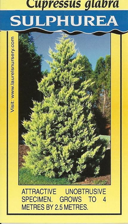 Ornamentals - Features